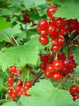 Смородина купить в питомнике растений "Экоплант" в Санкт-Петербурге